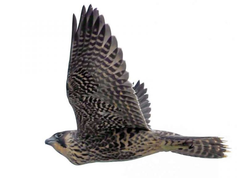 Wanderfalke (Falco peregrinus) - Wildvogelhilfe.org