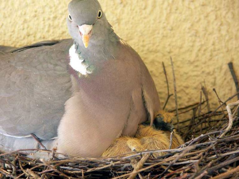 Ringeltaubenbrut auf dem Balkon - Wildvogelhilfe.org