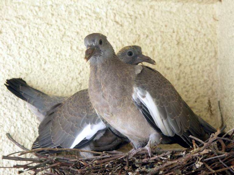Ringeltaubenbrut auf dem Balkon - Wildvogelhilfe.org