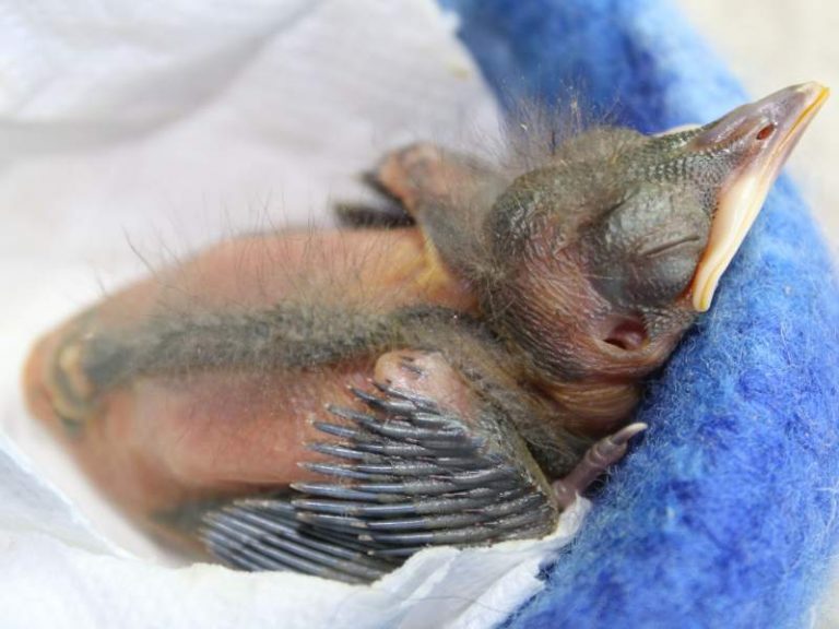 Entwicklung eines Amsel-Nestlings - Wildvogelhilfe.org