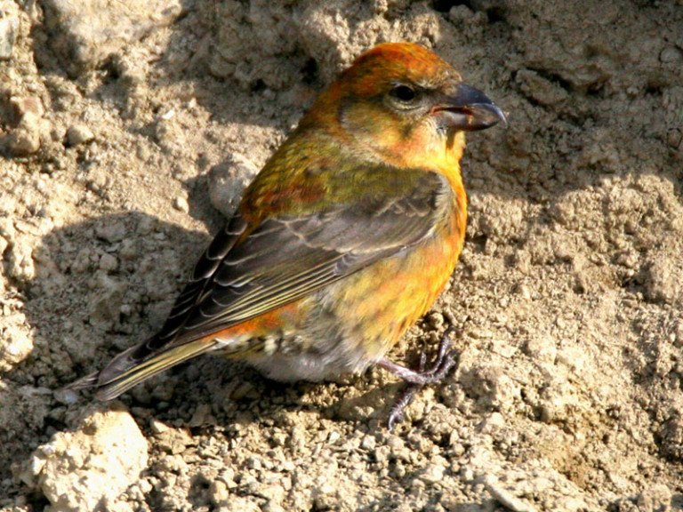 Schnabelformen der Vögel - Wildvogelhilfe.org