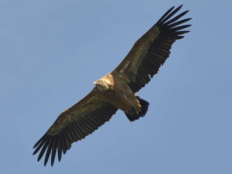 Gleitflug oder Segelflug - Wildvogelhilfe.org