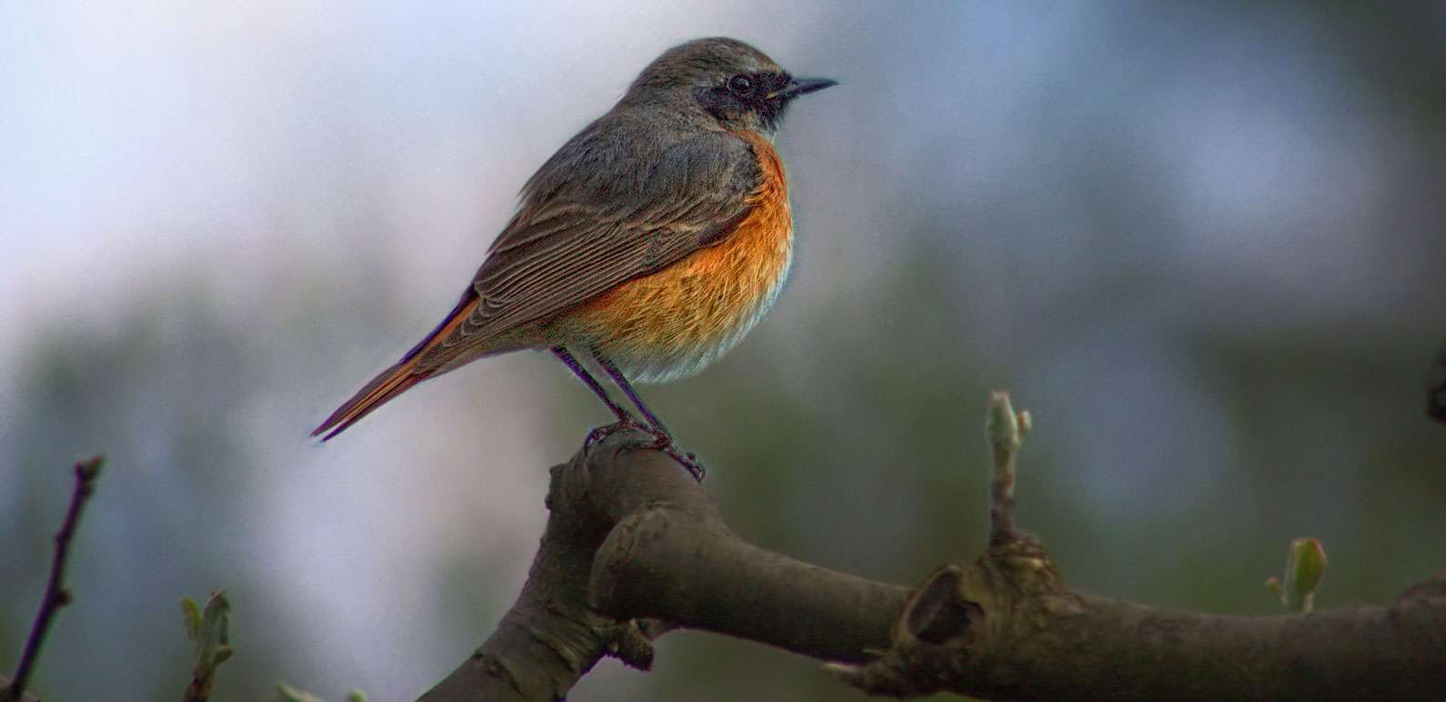 Gartenrotschwanz (Phoenicurus phoenicurus) - Wildvogelhilfe.org