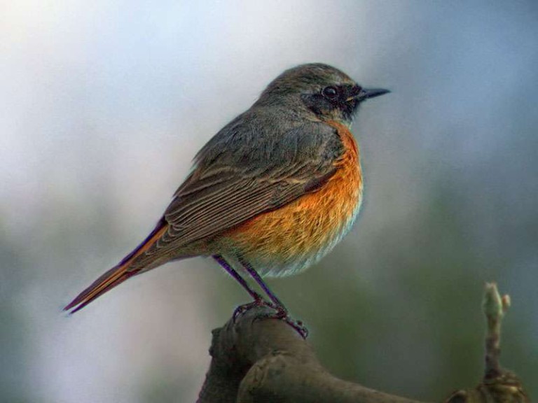 Gartenrotschwanz (Phoenicurus phoenicurus) - Wildvogelhilfe.org