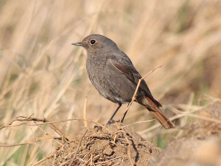 Gartenrotschwanz (Phoenicurus phoenicurus) - Wildvogelhilfe.org