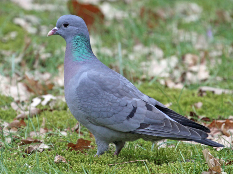Taube gefunden - Wildvogelhilfe.org