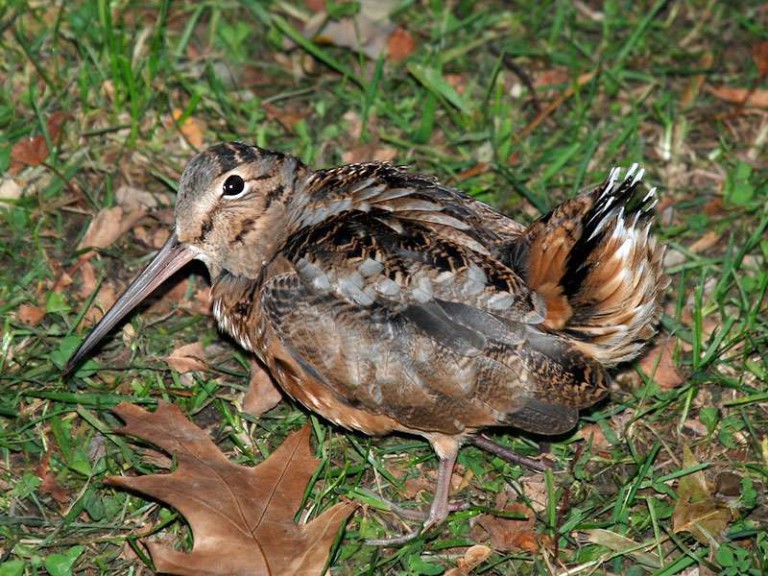 Kleine Rekorde - Wildvogelhilfe.org