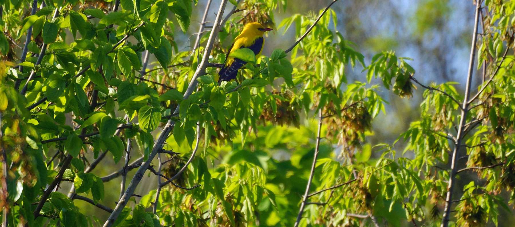 Pirol (Oriolus oriolus) - Wildvogelhilfe.org