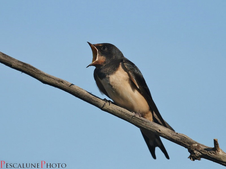 Schnabelformen der Vögel - Wildvogelhilfe.org