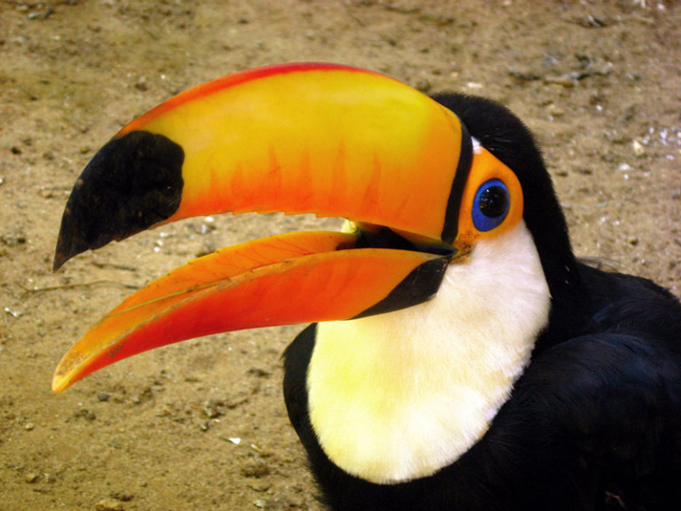 Schnabelformen der Vögel - Wildvogelhilfe.org