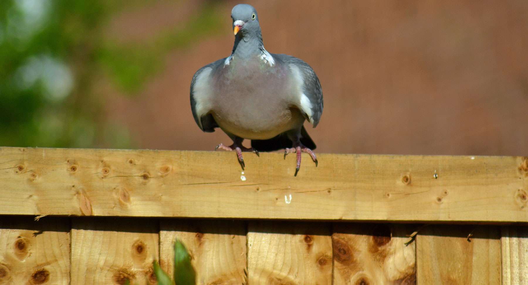 Tauben - Wildvogelhilfe.org