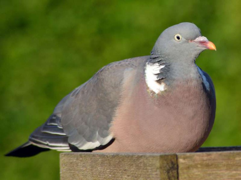 Taube gefunden - Wildvogelhilfe.org