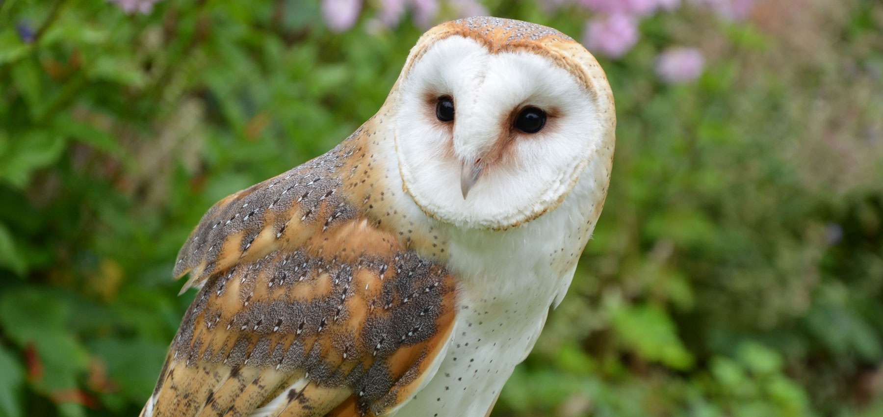 Schleiereule (Tyto alba) - Wildvogelhilfe.org
