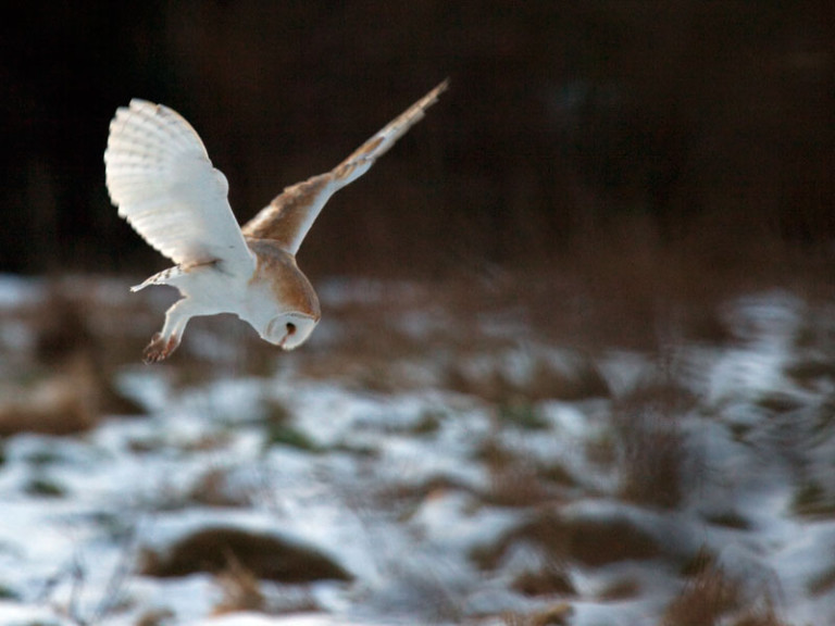 Futter für Eulen und Greifvögel - Wildvogelhilfe.org