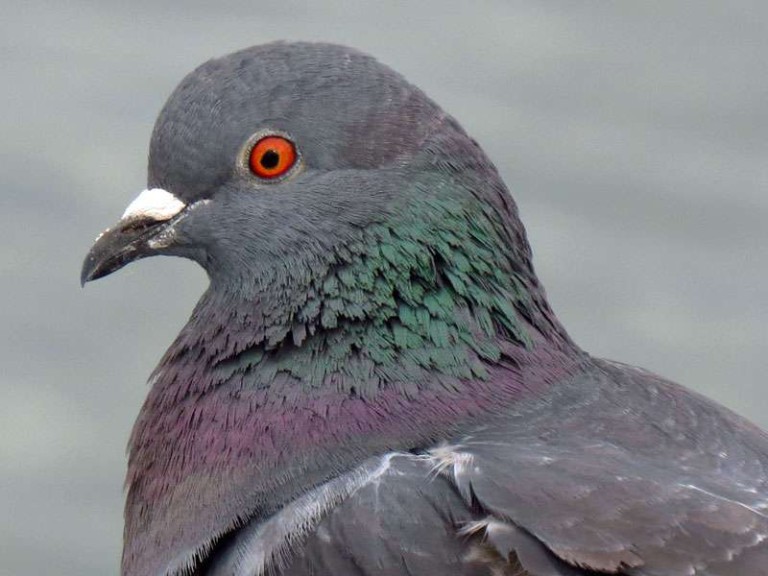 Taube gefunden - Wildvogelhilfe.org