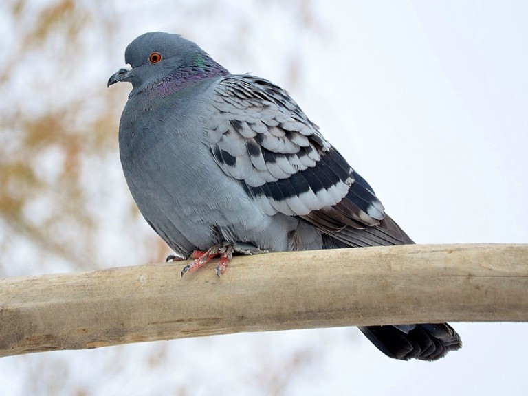 Auswilderung junger Tauben - Wildvogelhilfe.org