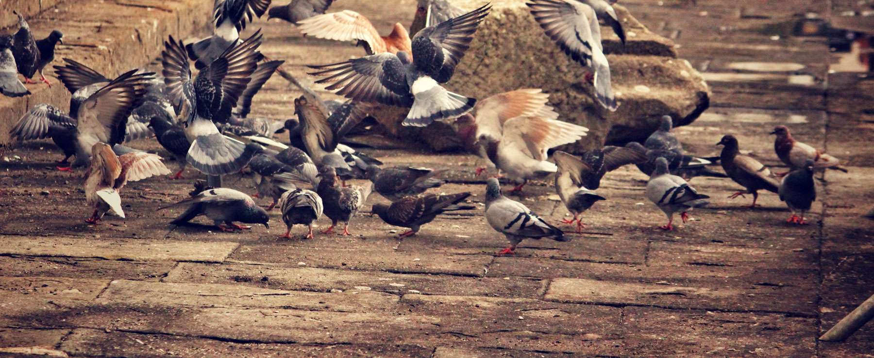 Tauben in unseren Städten - Wildvogelhilfe.org