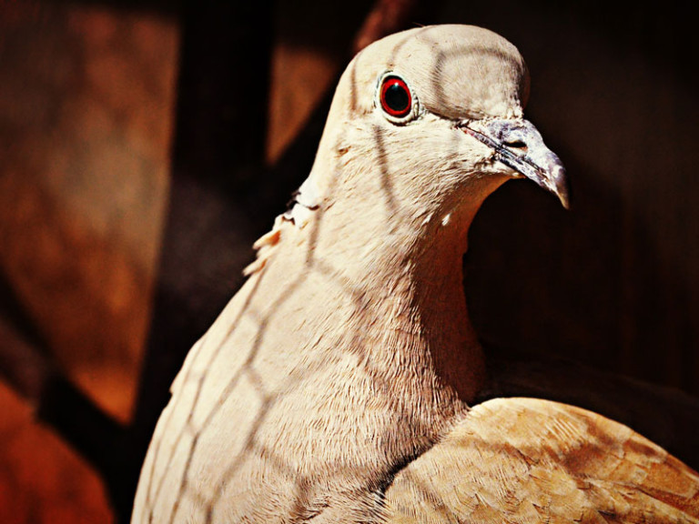 Auswilderung junger Tauben - Wildvogelhilfe.org