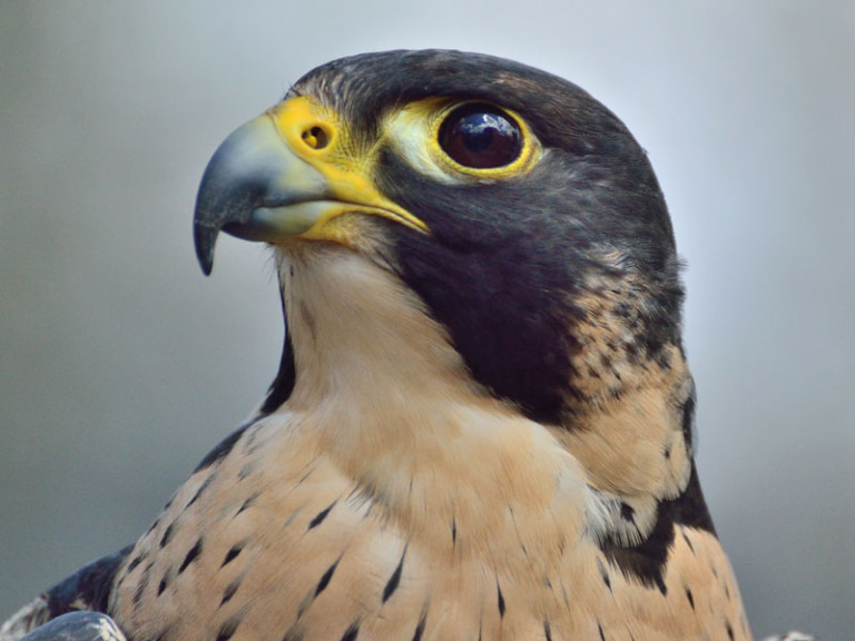 Wanderfalke (Falco peregrinus) - Wildvogelhilfe.org