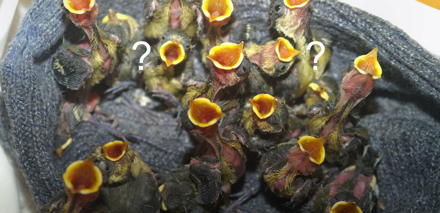Bestimmung der Vogelart - Wildvogelhilfe.org
