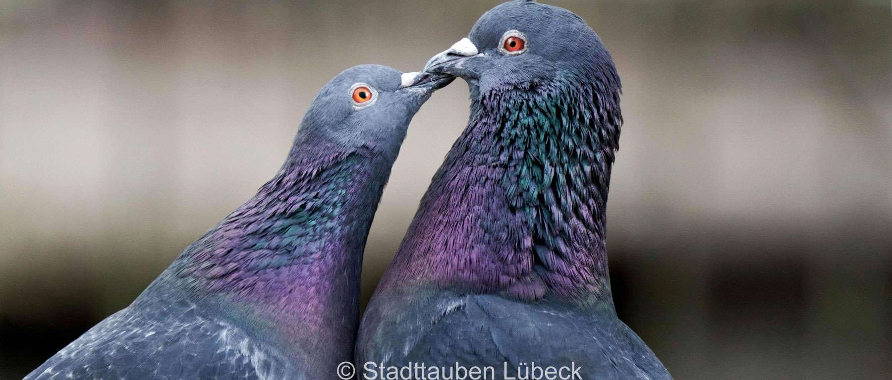 Taube gefunden - Wildvogelhilfe.org