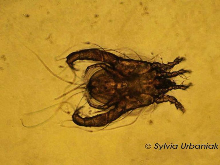 Äußere Parasiten - Wildvogelhilfe.org